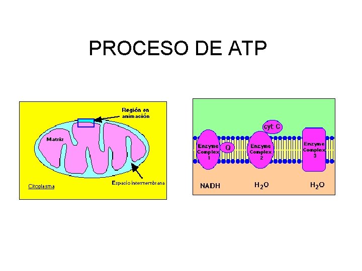 MITOCONDRIAS Son organelos citoplasmticos membranosos caractersticos de las