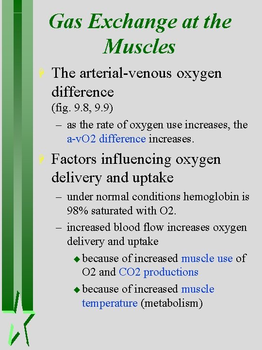 Respiratory Regulation During Exercise Pulmonary Ventilation H Respiratory