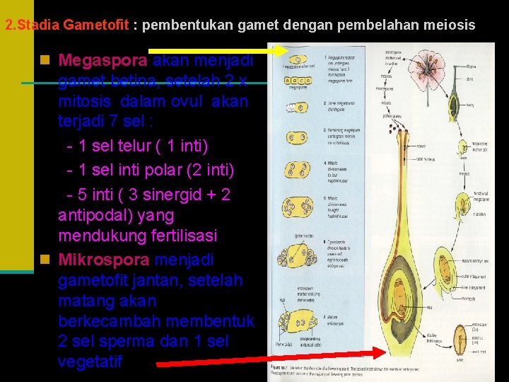 II PERKEMBANGBIAKAN TANAMAN n Jenis perkembangbiakan n Siklus