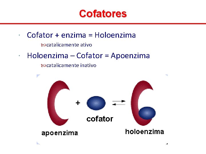Introduo a Bioqumica Biomolculas Aula 6 Enzimas Ignez