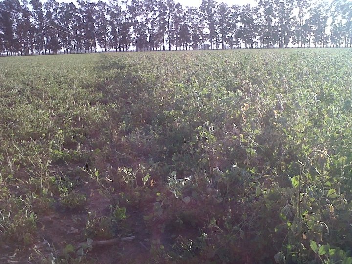 Control de malezas en pastura en quince minutos