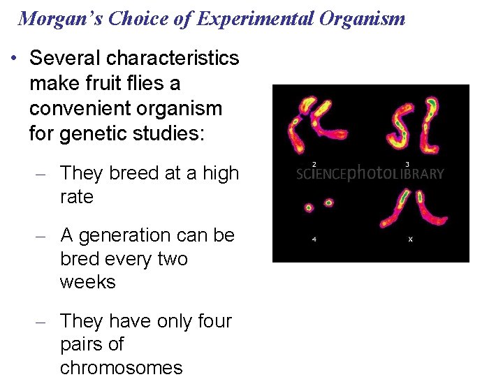 Chapter 12 The Chromosomal Basis of Inheritance Power