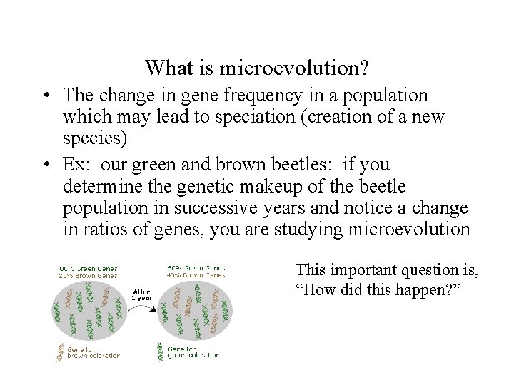 Evolution II How does it work What does