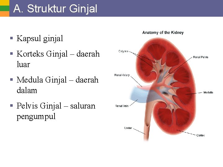 Sistem Ekskresi Manusia SISTEM EKSKRESI BIOLOGI XI IPA
