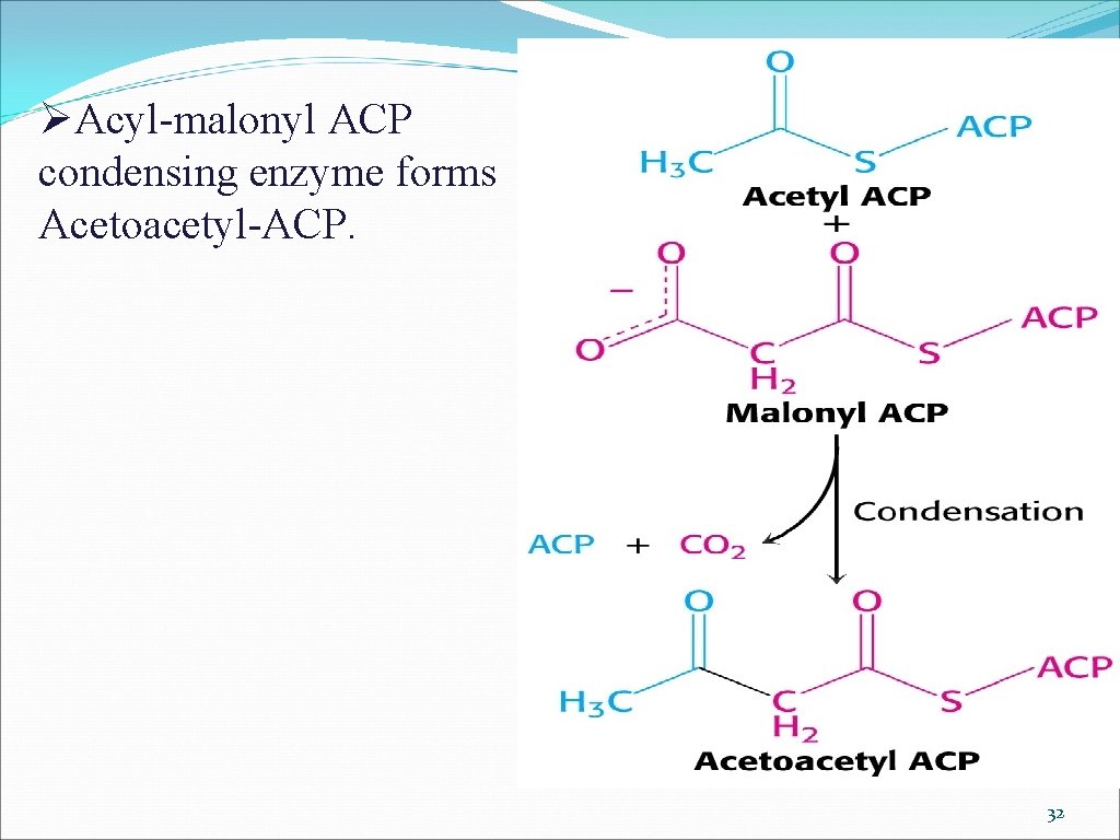 Lipids Fatty Acids Metaboilsm Asist prof Dr Alaa