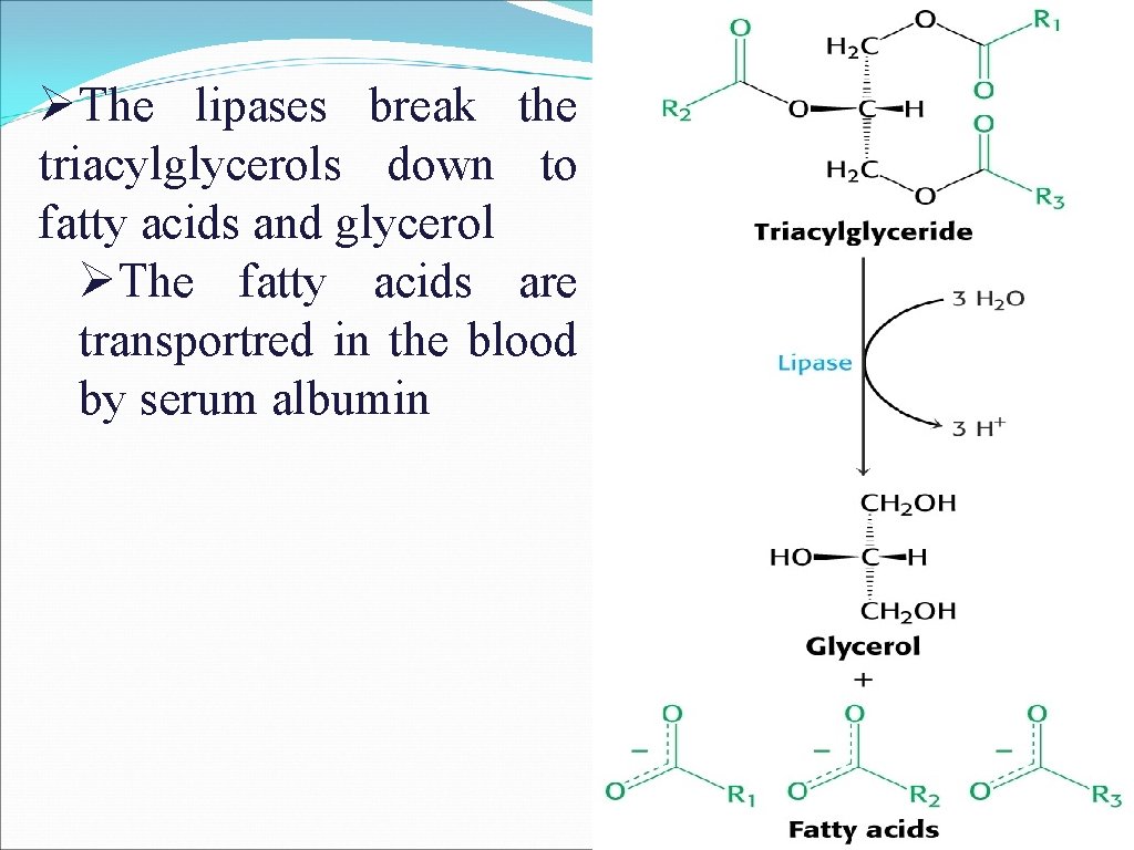 Lipids Fatty Acids Metaboilsm Asist prof Dr Alaa
