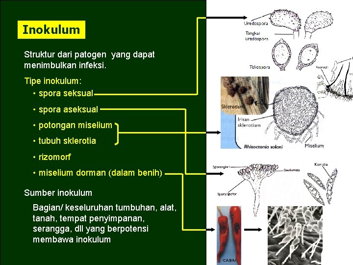 PATOGENESIS pathogenesis Uruturutan peristiwa dari patogen dalam ...