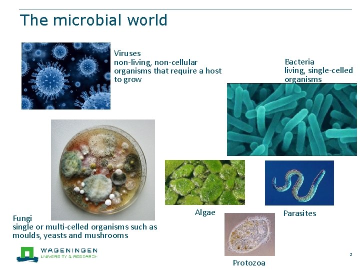 Microbial contaminants Risks of bacteria fungi viruses Ralf