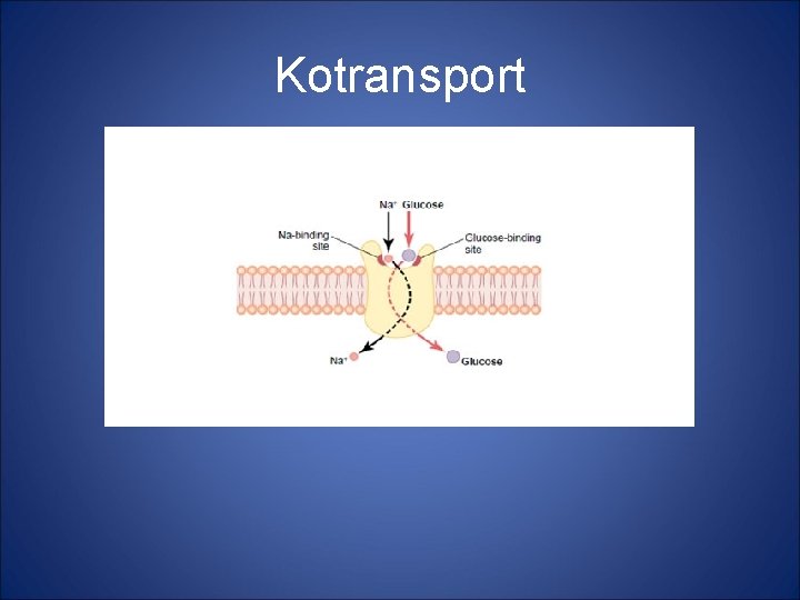 HUKUM BIOLISTRIK Oleh Menik Dwi Kurniatie S Si