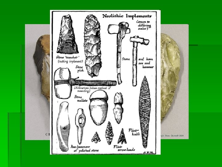 Early Civilizations Later Hominids Homo Erectus upright man