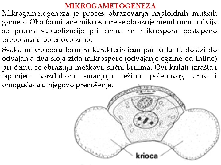 MIKRO I MAKRO SPORO I GAMETOGENEZA GOLOSEMENICA Pinus