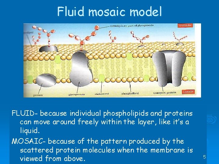 CELL MEMBRANES and TRANSPORT 1 The Cell 2
