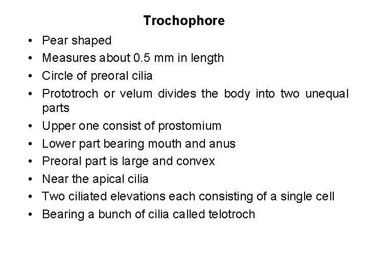 Larval Forms in Mollusca Trochophore Pear shaped Measures