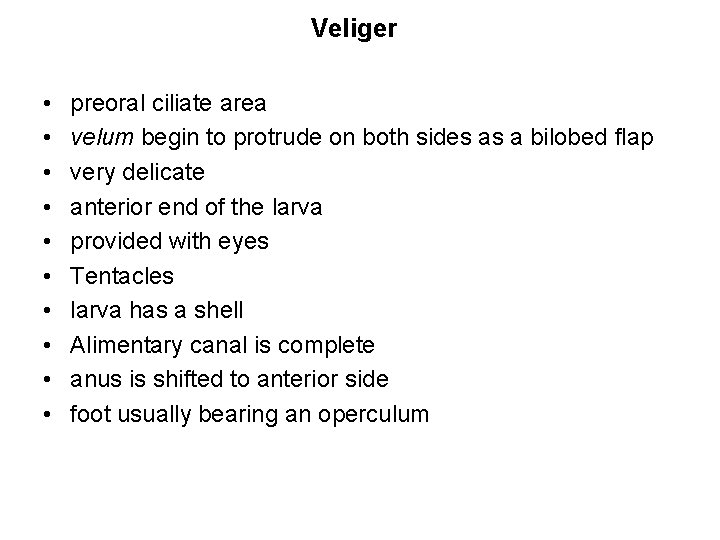 Larval Forms in Mollusca Trochophore Pear shaped Measures