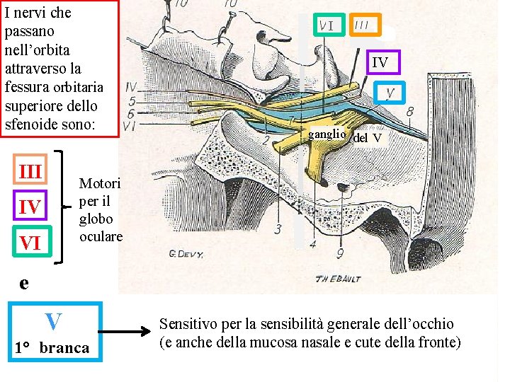 Sistema Nervoso Periferico SNP 1 Il sistema nervoso