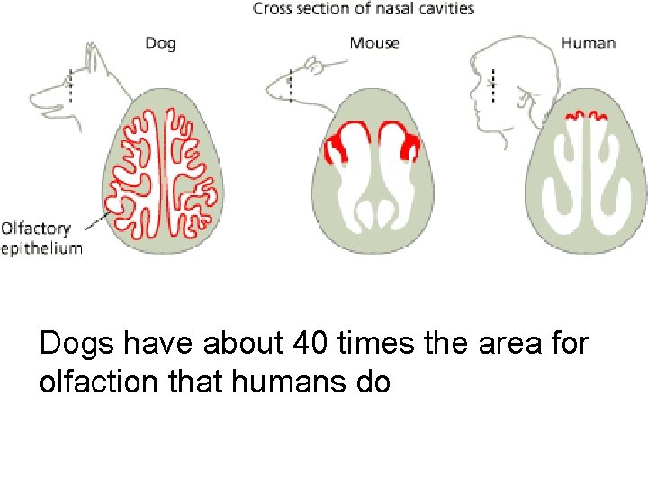 Sensation of Smell Professor A M A Abdel