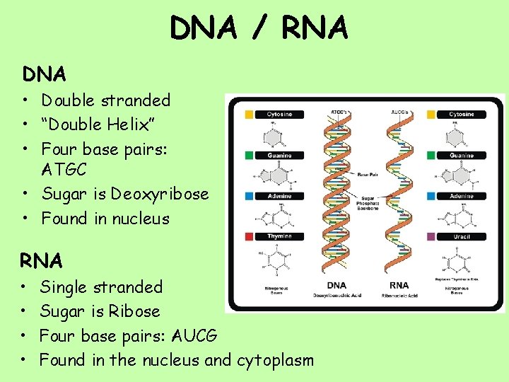 DNA RNA Carry genetic information Made of a