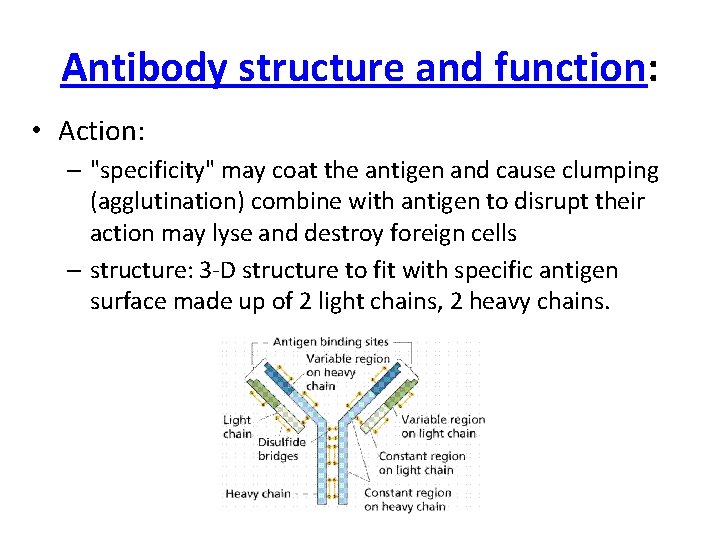 The Immune Response text reference Chapter 43 Campbell