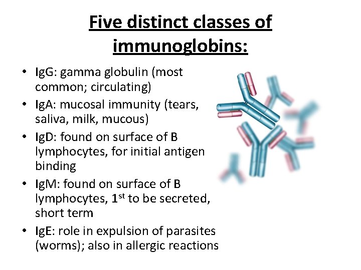 The Immune Response text reference Chapter 43 Campbell