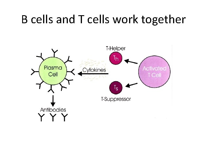 The Immune Response text reference Chapter 43 Campbell