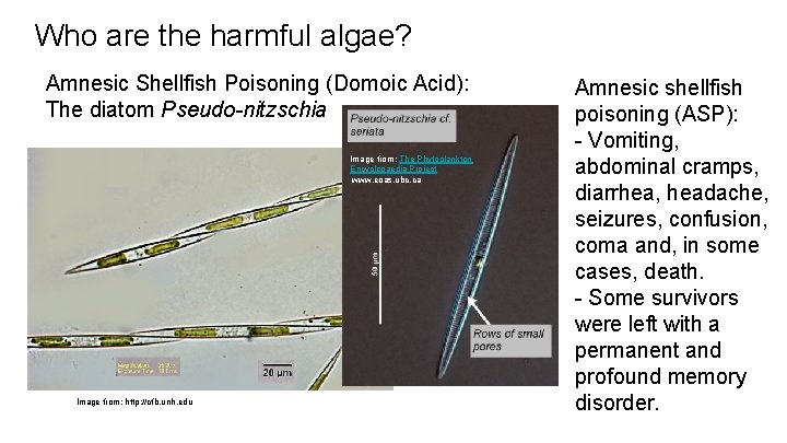 Objectives 1 Look at plankton under microscopes and
