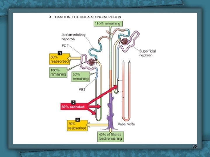 Renal Physiology 5 Renal Transport Process Ahmad Ahmeda