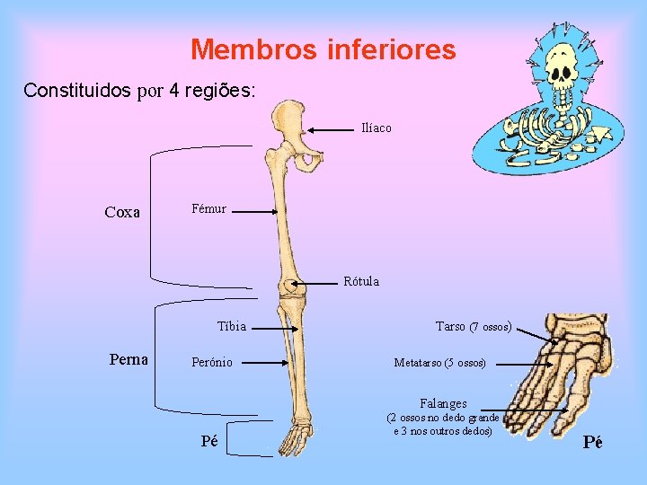 O Corpo Humano Os Ossos 1 E por