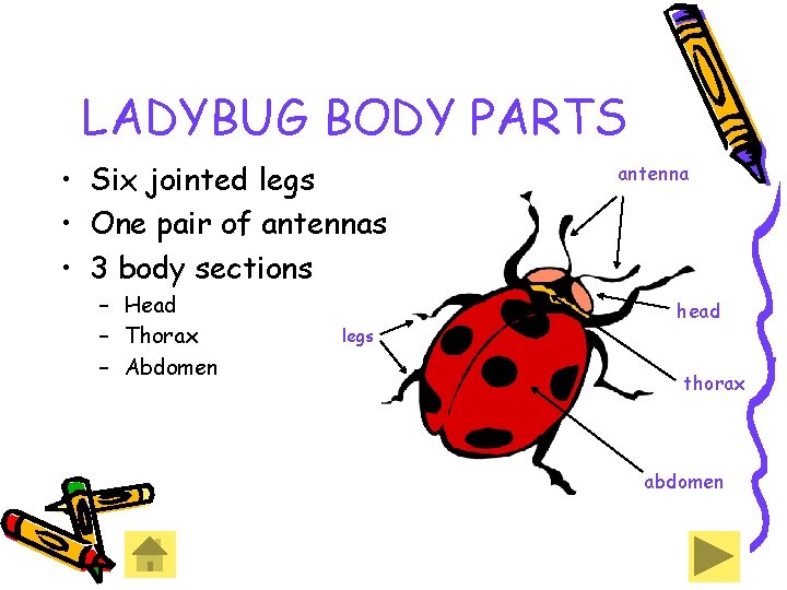 FACTS An Informational Powerpoint for Elementary Students Created