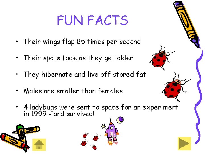 FACTS An Informational Powerpoint for Elementary Students Created