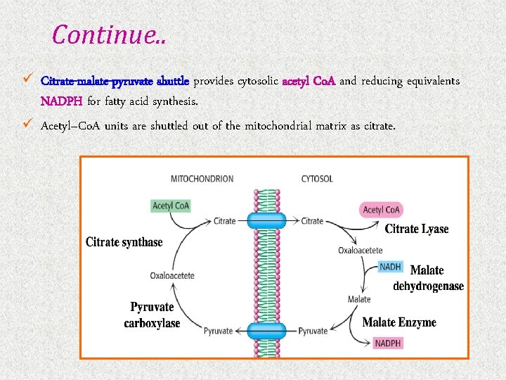 Fatty Acid Synthesis Dr Sooad AlDaihan Biochemistry department