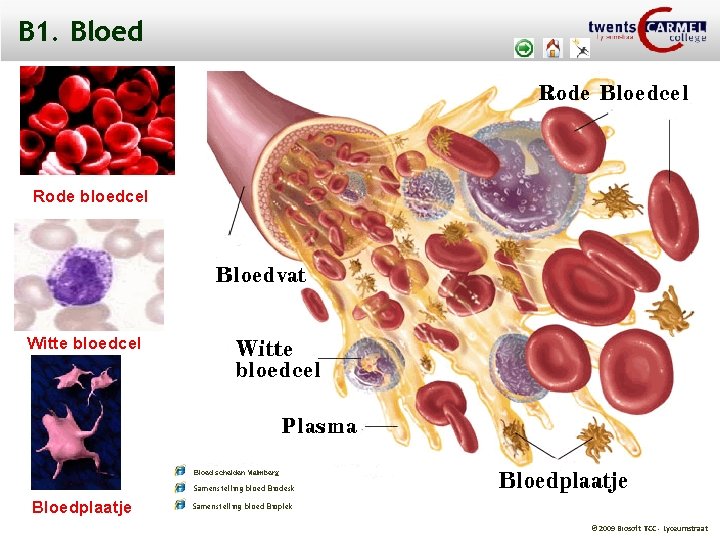 Thema 4 De bloedsomloop B 1 B 2