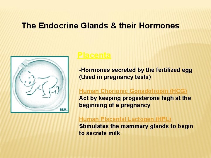 PART I The Endocrine Glands their Hormones The