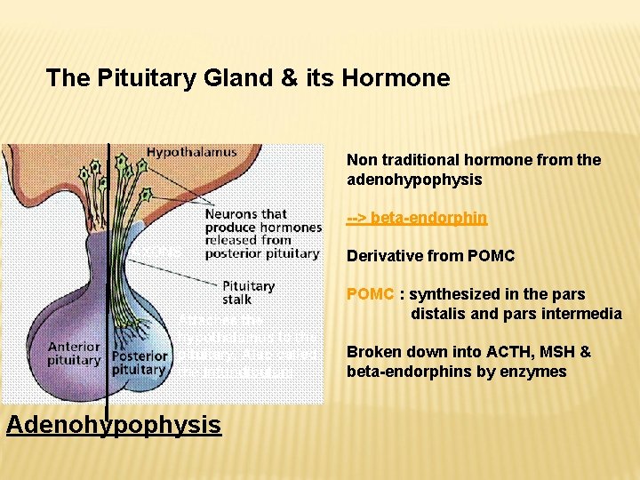 PART I The Endocrine Glands their Hormones The