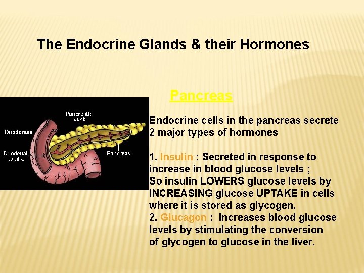 PART I The Endocrine Glands their Hormones The