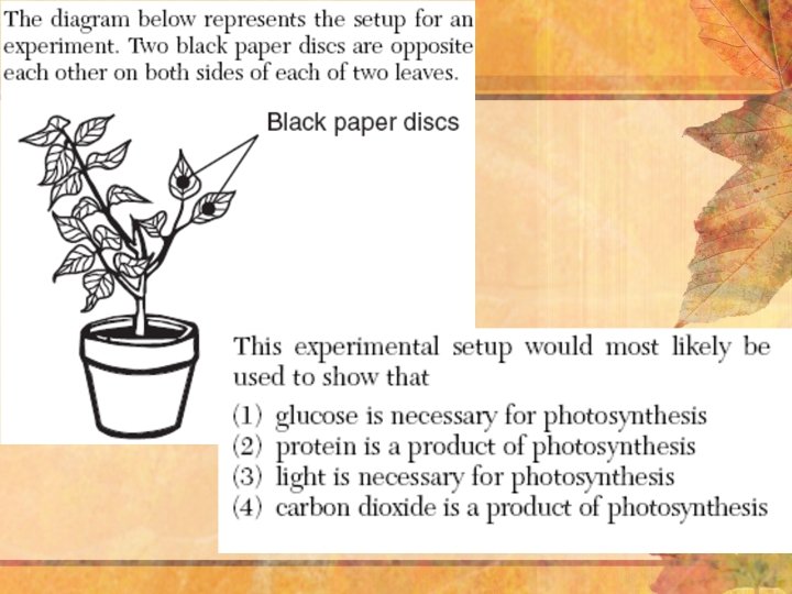 Photosynthesis Energy Life 1 Review of Cellular Respiration