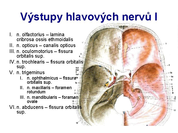 Lebka II Basis cranii interna leben jma pedn