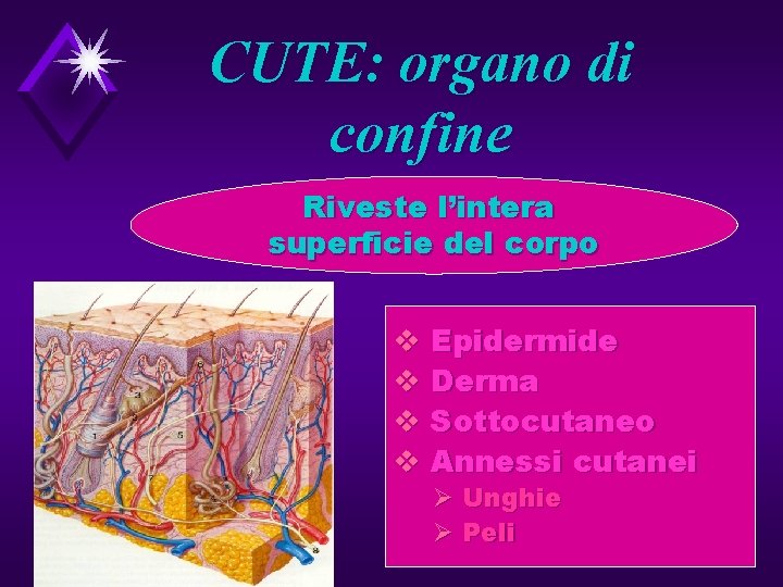Fisiologia cutanea Policlinico Universitario Clinica Dermatologica ...