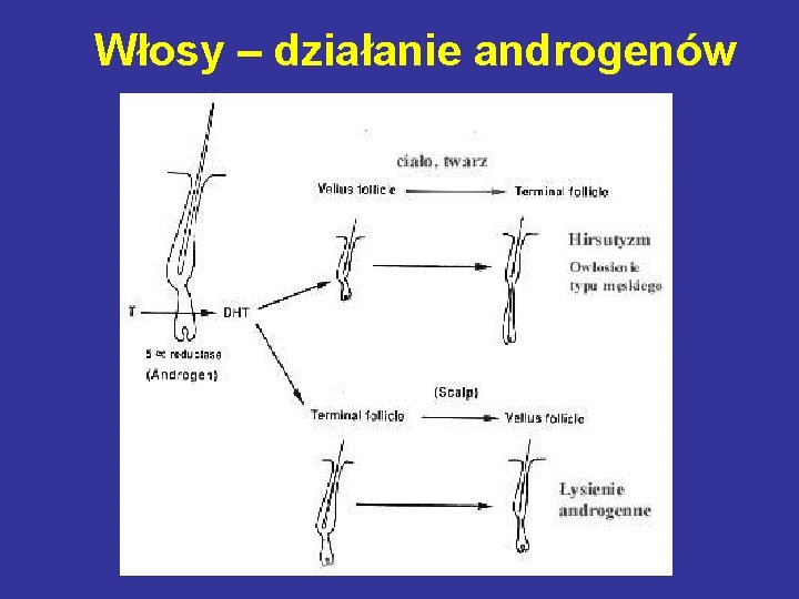 Zespoy androgenne HIPERANDROGENIZM objawy defeminizacja wirylizacja ...
