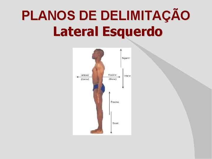 ANATOMIA DEFINIO Ana em partes tomein seccionar DIVISO