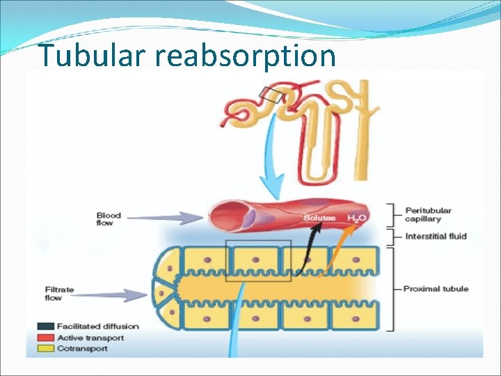 The kidneys and formation of urine Introduction The