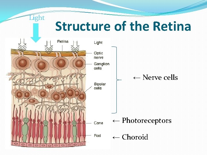 Anatomy of the Eye Mrs Amany Ahmed Niazy