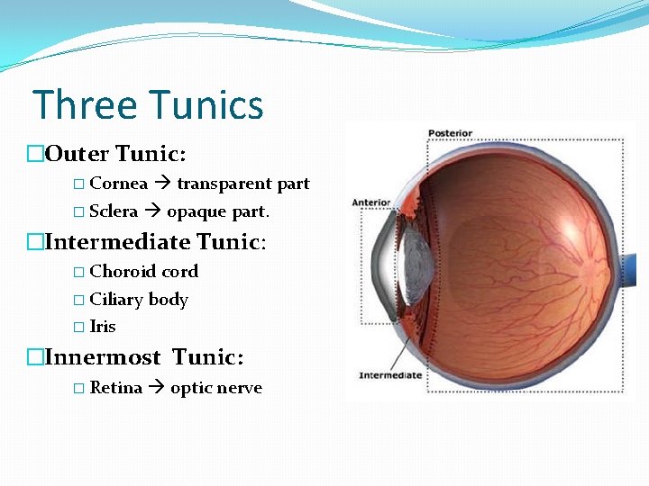 Anatomy of the Eye Mrs Amany Ahmed Niazy