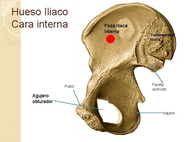 Universidad Autnoma De San Luis Potos Facultad De
