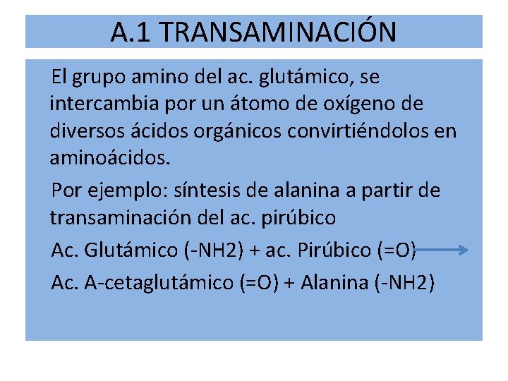BIOSINTESIS Las bacterias sintetizan las sustancias qumicas a