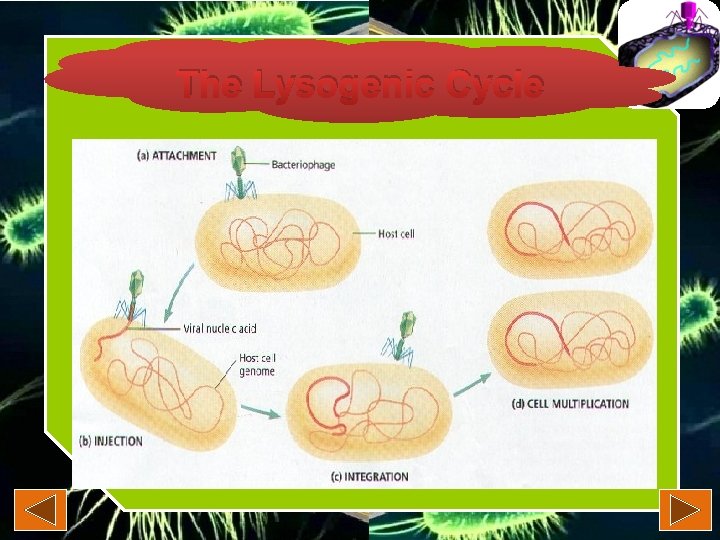 Welcome to Loves Virus of Biology By Miss