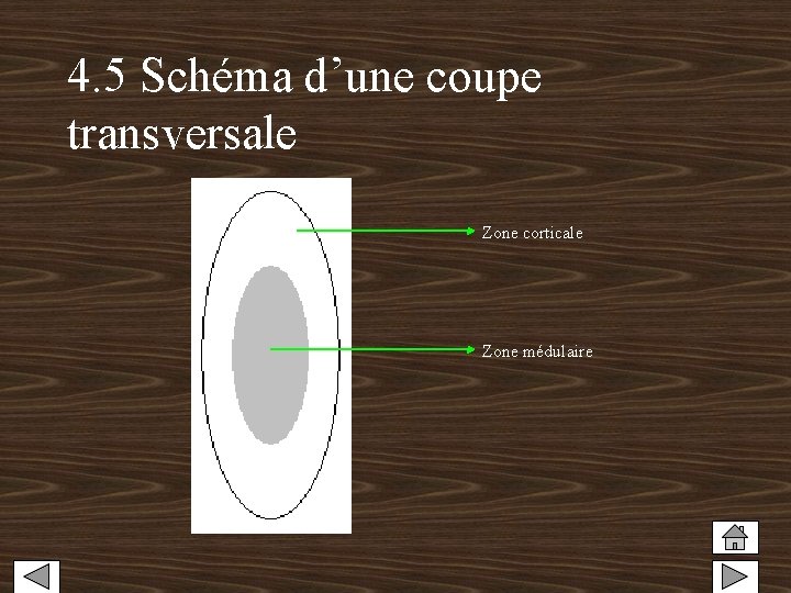 Anatomie et physiologie du rein 1 Introduction En