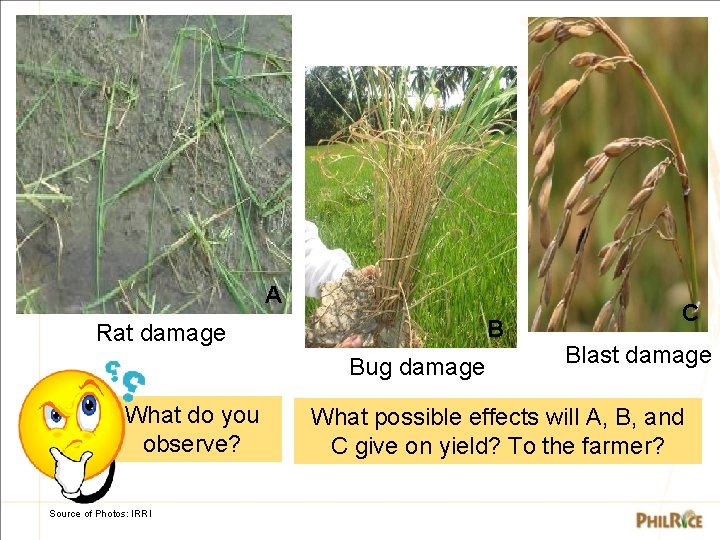 mosquitoes infections snails rats insect pests bullies illnesses