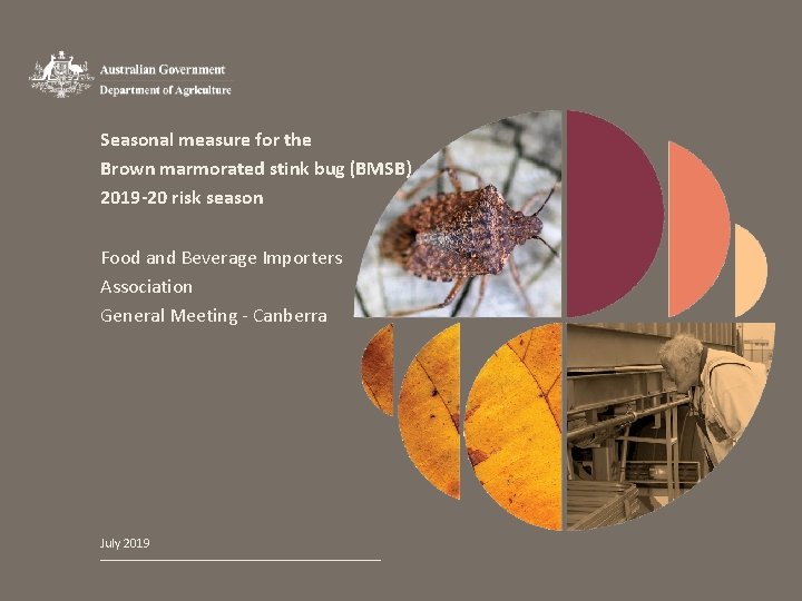 Seasonal measure for the Brown marmorated stink bug