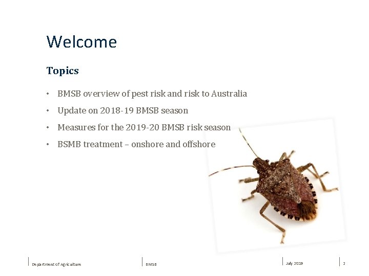 Seasonal measure for the Brown marmorated stink bug