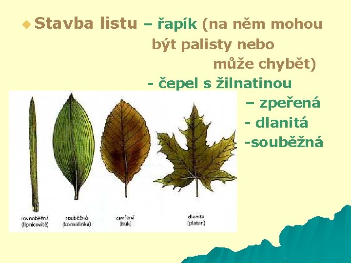 STAVBA TLA ROSTLIN KLOV SLOVA KOEN HLAVN VEDLEJ